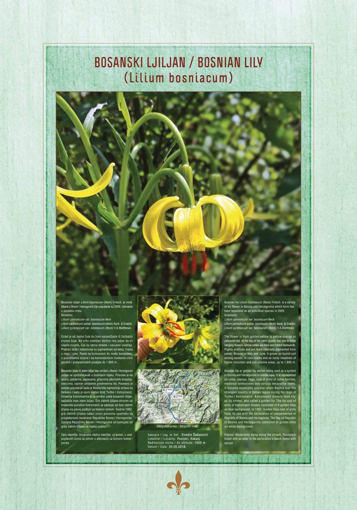 Posebna vrsta Bosanskog ljiljana raste na Ponijerima – simbol BiH s ...